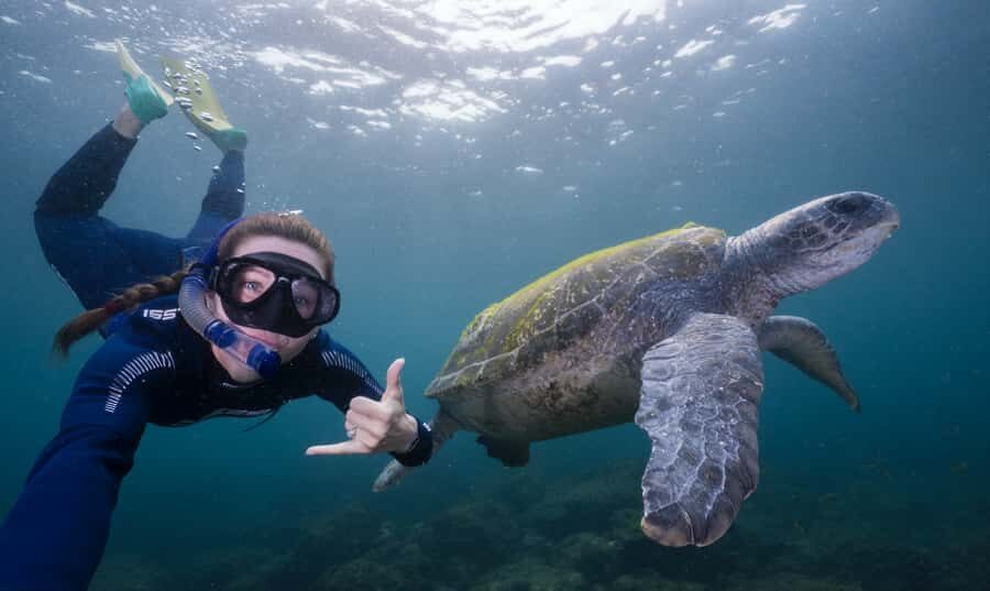 Tweed Heads: Snorkel With the Turtles - What the Tour Looks Like Step-by-Step