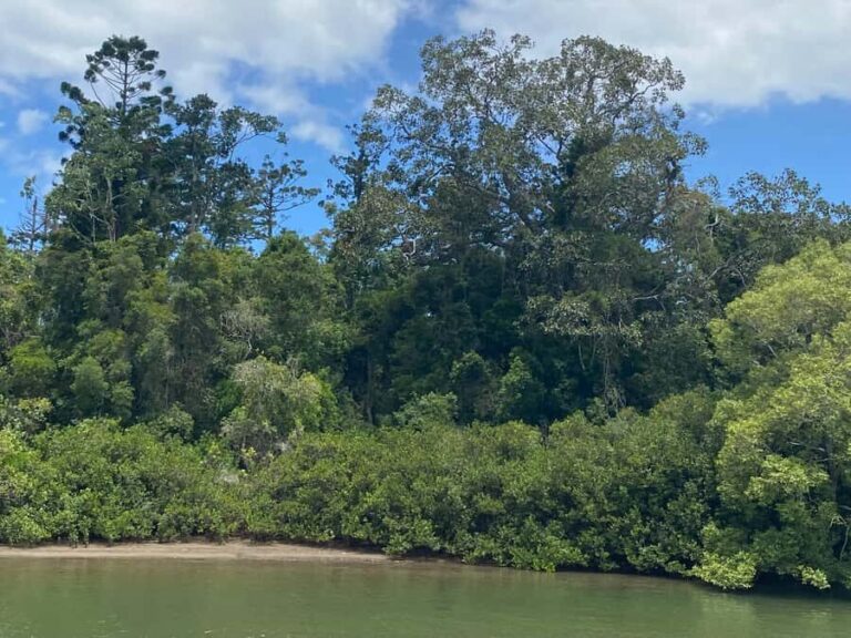 Tweed River Cruise: relax with a Morning Tea cruise - Who Should Consider This Experience?