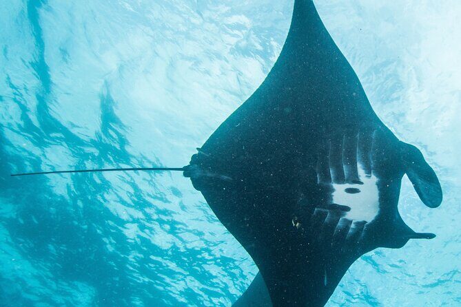 Two fun dives morning trip (Certified Divers only) - What to Expect from the Experience