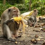 Ubud Monkey Forest - Rice Terrace - Jungle Swing - Water Temple - The Itinerary Breakdown