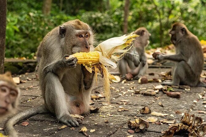 Ubud Monkey Forest - Rice Terrace - Jungle Swing - Water Temple - The Itinerary Breakdown