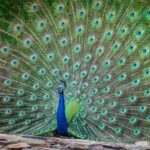 Udaipur: Sajjangarh Wildlife Sanctuary Entry Ticket - An In-Depth Look at the Sajjangarh Wildlife Sanctuary Experience