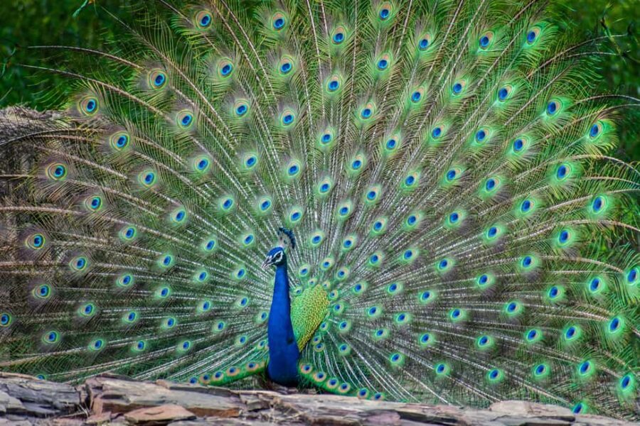 Udaipur: Sajjangarh Wildlife Sanctuary Entry Ticket - An In-Depth Look at the Sajjangarh Wildlife Sanctuary Experience