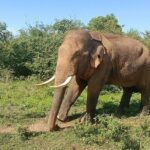 Udawalawe Jeep Safari from Bentota Aluthgama Berawula Area - Who Will Appreciate This Tour?