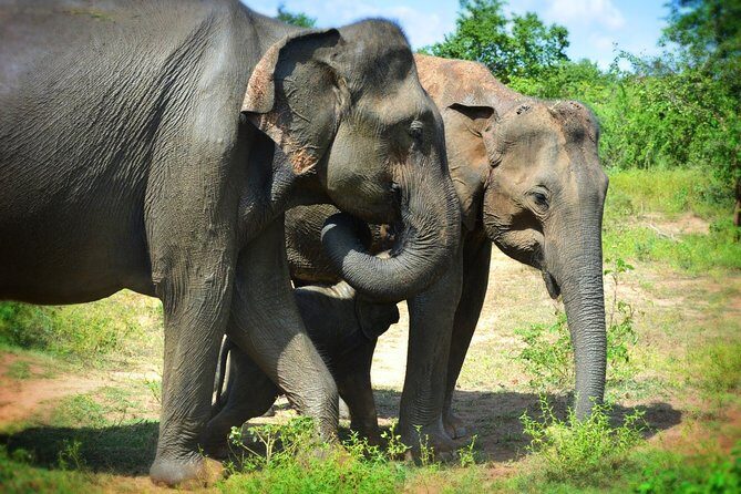 Udawalawe National Park 6-Hour Private Safari Tour - The Value of a Private Safari