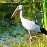 Udawalawe National Park Safari from Ahangama - The Value of This Tour