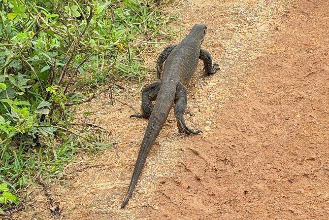 Udawalawe National Park Safari from Mirissa or Weligama - Why This Tour Is a Great Choice