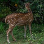 Udawalawe National Park Wildlife Safari Tours - What Really Matters for Your Trip