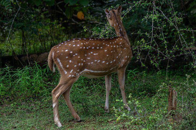 Udawalawe National Park Wildlife Safari Tours - What Really Matters for Your Trip