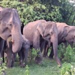 Udawalawe: Private Safari with Picnic and Hotel Pickup - What to Expect from Your Udawalawe Safari