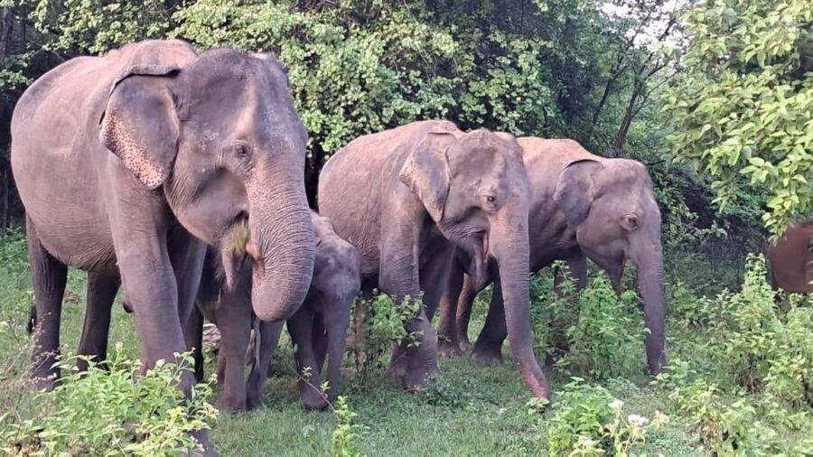 Udawalawe: Private Safari with Picnic and Hotel Pickup - What to Expect from Your Udawalawe Safari