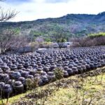 Untold Stories of Koreas Spiritual Jewel at Tongdosa - Who Will Love This Tour?