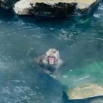 VIP Snow Monkey Park & Zenkoji Temple One Day Private Tour - Starting Point: Tokyo Pickup and Transportation