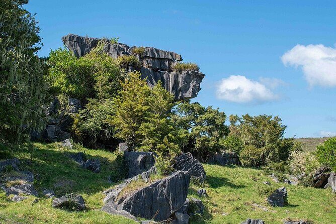 Waiomio Kawiti Glowworm Cave & Ngawha Hot Springs day tour - In-Depth Look at the Itinerary