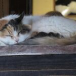 Wakayama: Cat Stationmasters and Local Myths, Train Tour - The Cat Stationmasters: A Quirky Local Icon