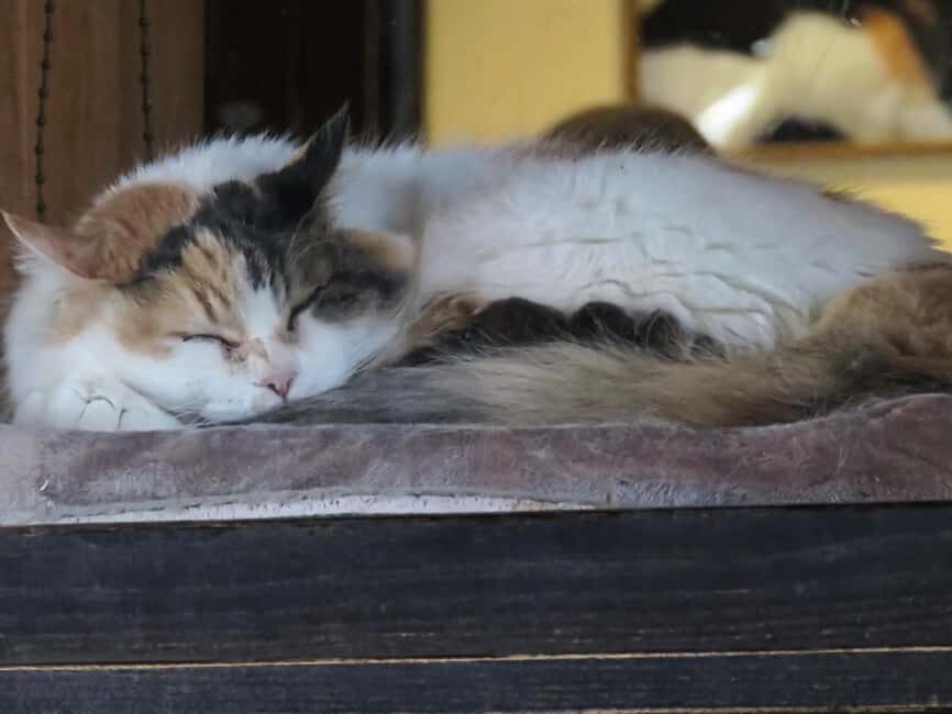 Wakayama: Cat Stationmasters and Local Myths, Train Tour - The Cat Stationmasters: A Quirky Local Icon