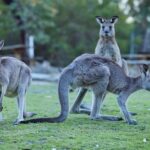 Wallabies and Wine  Hunter Valley Adventure Private Tour - Detailed Breakdown of the Experience