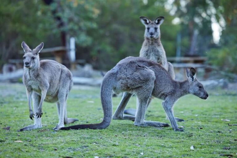 Wallabies and Wine  Hunter Valley Adventure Private Tour - Detailed Breakdown of the Experience