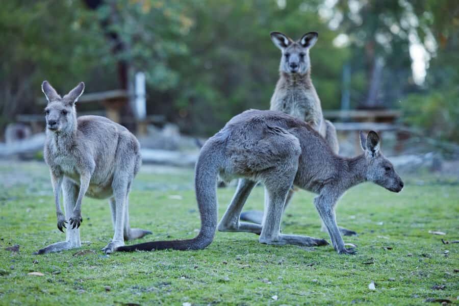 Wallabies and Wine  Hunter Valley Adventure Private Tour - Detailed Breakdown of the Experience