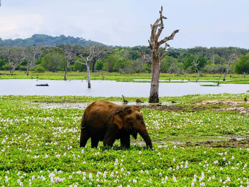 Weligama/Mirissa/Tangalle to YALA PRIVATE SAFARI & Ella drop - The Experience Provider and Similar Tours