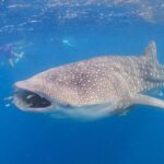 Whale Shark Safari - The Sum Up
