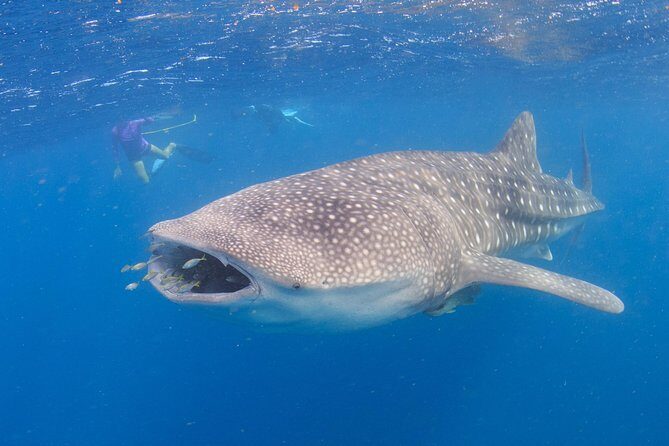 Whale Shark Safari - The Sum Up