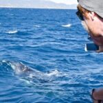 Whale Watching and Wildlife Cruise Townsville and Magnetic Island - The Sum Up: Who Should Consider This Experience