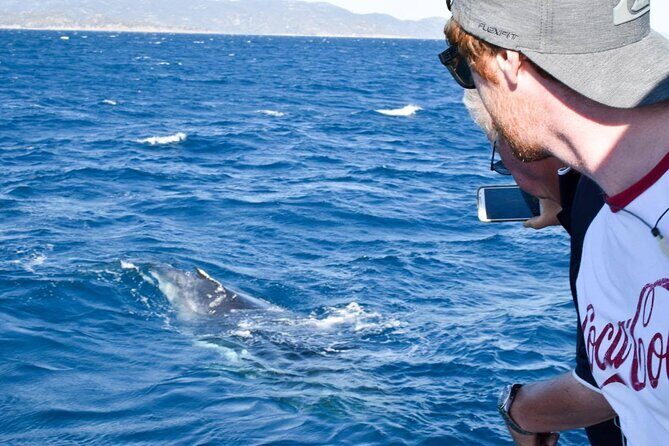 Whale Watching and Wildlife Cruise Townsville and Magnetic Island - The Sum Up: Who Should Consider This Experience