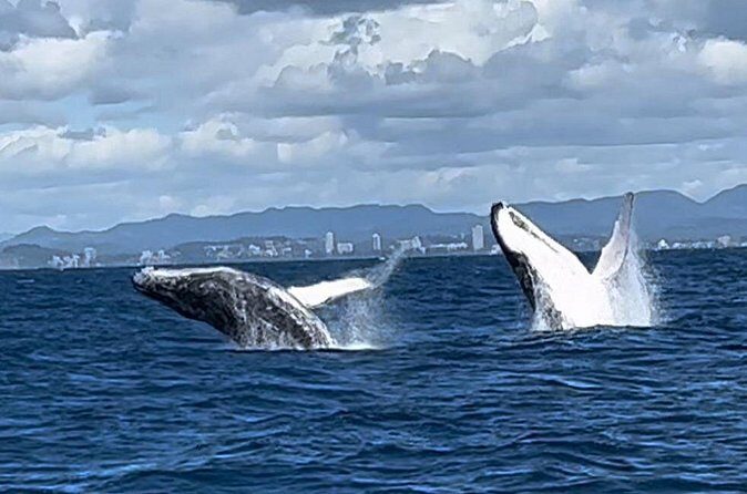 Whale Watching Cruise on the Gold Coast - The Value of a 4-Hour Cruise