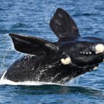 Whale Watching in Augusta Humpback and Southern Right Whales - Why This Tour Works for You