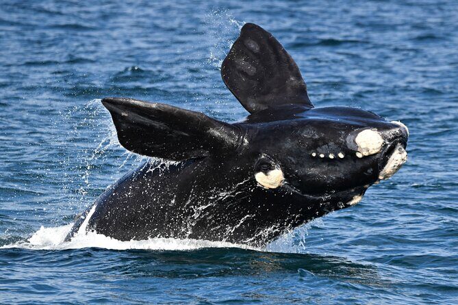Whale Watching in Augusta Humpback and Southern Right Whales - Why This Tour Works for You