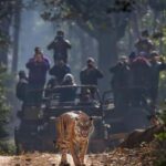 Wild Escape: 3 Days Ranthambore Safari Adventure from Delhi - Transport & Comfort