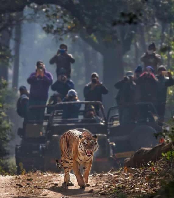 Wild Escape: 3 Days Ranthambore Safari Adventure from Delhi - Transport & Comfort