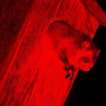 Wild Japanese Flying Squirrel Watching Tour in Nagano - Real Traveler Insights: What People Are Saying