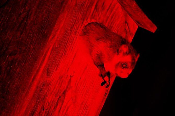 Wild Japanese Flying Squirrel Watching Tour in Nagano - Real Traveler Insights: What People Are Saying