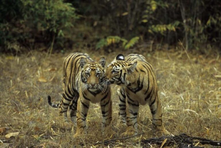 Wildlife & Heritage: Double Safari with Jaipur from Delhi - What This Tour Means for You