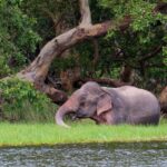 Wilpattu National Park Entrance Ticket with Private Safari - Who Will Love This Experience?