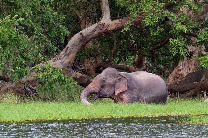 Wilpattu National Park Entrance Ticket with Private Safari - Who Will Love This Experience?
