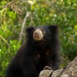 Wilpattu National Park Private Full Day Tour From Colombo - Final Thoughts