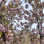 Wuhan: Sakura Blossom Tour with Hanfu Costume Try-On - Practical Details: What to Expect