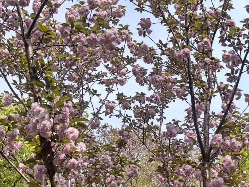 Wuhan: Sakura Blossom Tour with Hanfu Costume Try-On - Practical Details: What to Expect