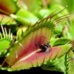 Xishuangbanna: Botanical Garden and Dai Garden 1-Day Tour - In-Depth Look at the Itinerary