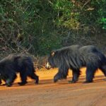 Yala Full Day Private Tour and Safari from Colombo or Negombo - The Experience in Context