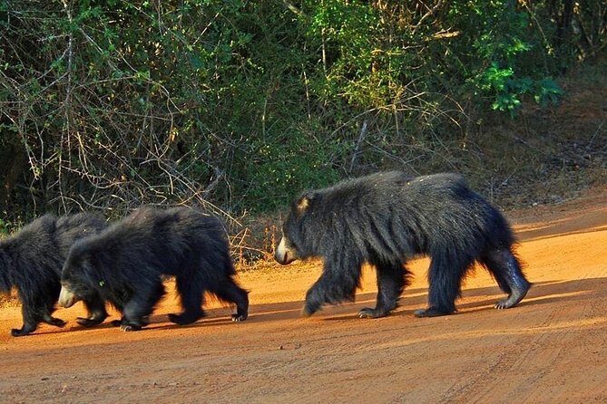 Yala Full Day Private Tour and Safari from Colombo or Negombo - The Experience in Context