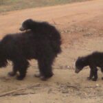 Yala National Park Half Day Safari - 4.30 a.m to 11.30 a.m - The Itinerary Breakdown: What to Expect