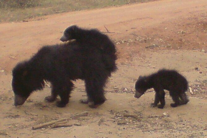 Yala National Park Half Day Safari - 4.30 a.m to 11.30 a.m - The Itinerary Breakdown: What to Expect