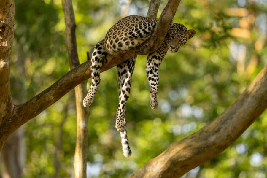 Yala Safari: High-Luxury PRIVATE Tours with Entry Tickets - A Detailed Look at the Yala Safari Experience