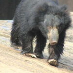 Yala Safari Morning/Evening, 7hours & 12 hours incl. Meals!! - Who Is This Safari Best For?