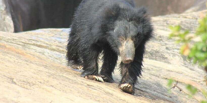 Yala Safari Morning/Evening, 7hours & 12 hours incl. Meals!! - Who Is This Safari Best For?