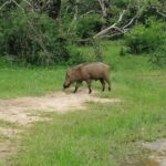 Yala Safari Private Day Tour Kaluthara/Beruwala/Bentota/Kosgoda/Ahungalla - Authentic Experiences and Traveler Feedback